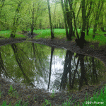 Ephemeral ponds: Seasonal habitat for wildlife | Wisconsin Wetlands ...