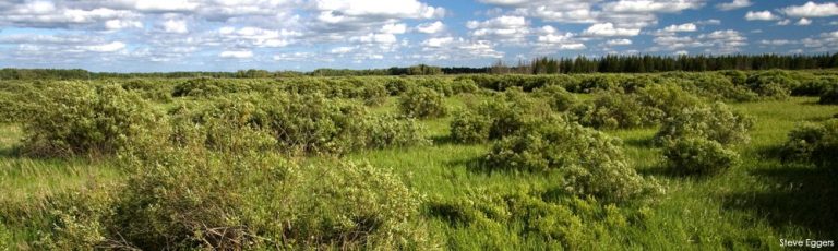 Shrub thickets | Wisconsin Wetlands Association