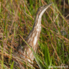 Sedge meadows | Wisconsin Wetlands Association
