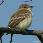 Shrub thickets | Wisconsin Wetlands Association