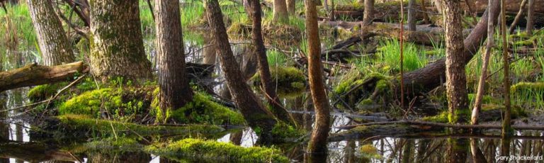 Forested wetlands | Wisconsin Wetlands Association