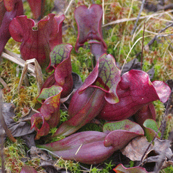 Bogs and fens | Wisconsin Wetlands Association