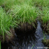 Sedge meadows | Wisconsin Wetlands Association