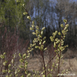 Shrub thickets | Wisconsin Wetlands Association