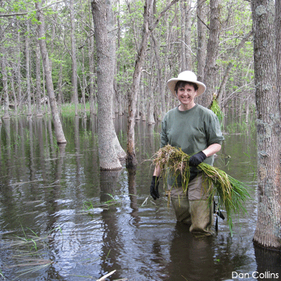 Wisconsin Wetlands Association