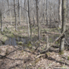 Ephemeral ponds: Seasonal habitat for wildlife | Wisconsin Wetlands ...