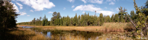Rare wetlands | Wisconsin Wetlands Association