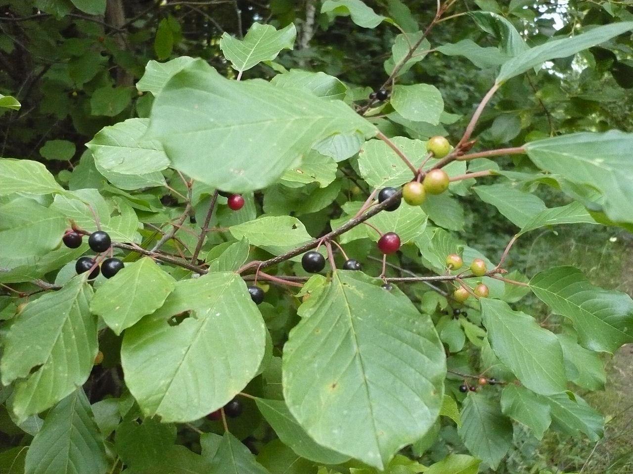 Managing buckthorn in your wetland | Wisconsin Wetlands Association