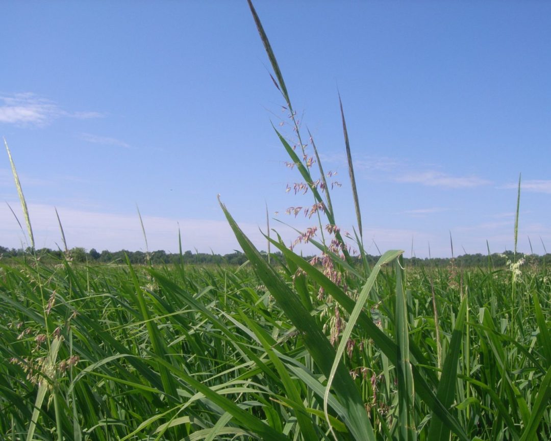 Wild rice: food for migrating waterfowl | Wisconsin Wetlands Association