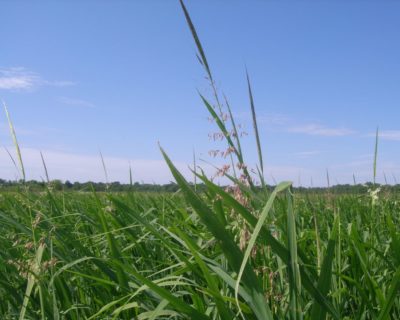 Wild rice: food for migrating waterfowl | Wisconsin Wetlands Association