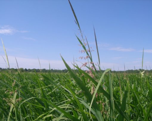 Wild rice: food for migrating waterfowl | Wisconsin Wetlands Association