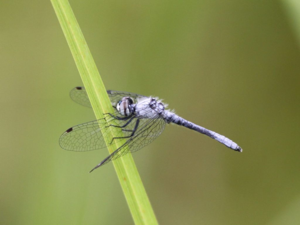 6 dragonflies and damselflies to know | Wisconsin Wetlands Association