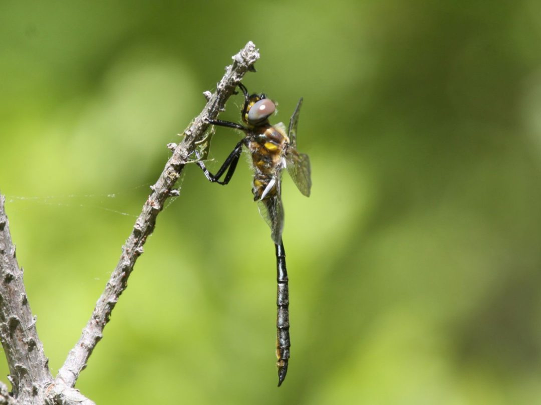 6 dragonflies and damselflies to know | Wisconsin Wetlands Association