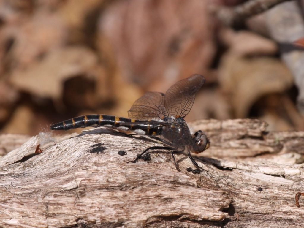 6 dragonflies and damselflies to know | Wisconsin Wetlands Association