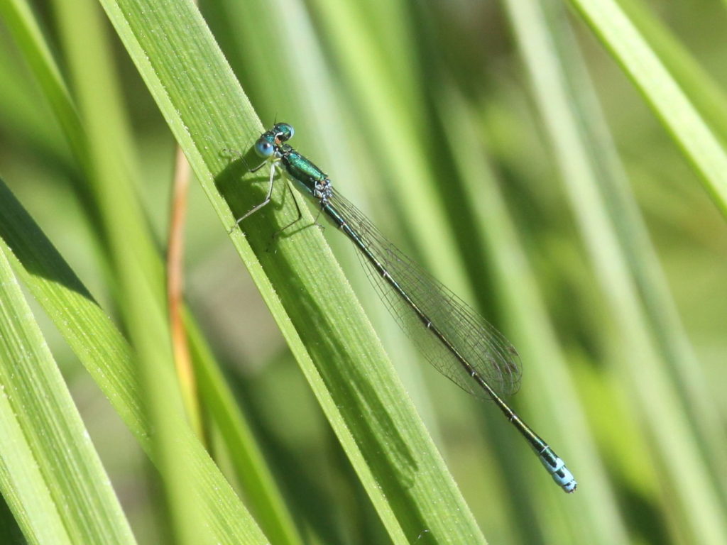 6 dragonflies and damselflies to know | Wisconsin Wetlands Association