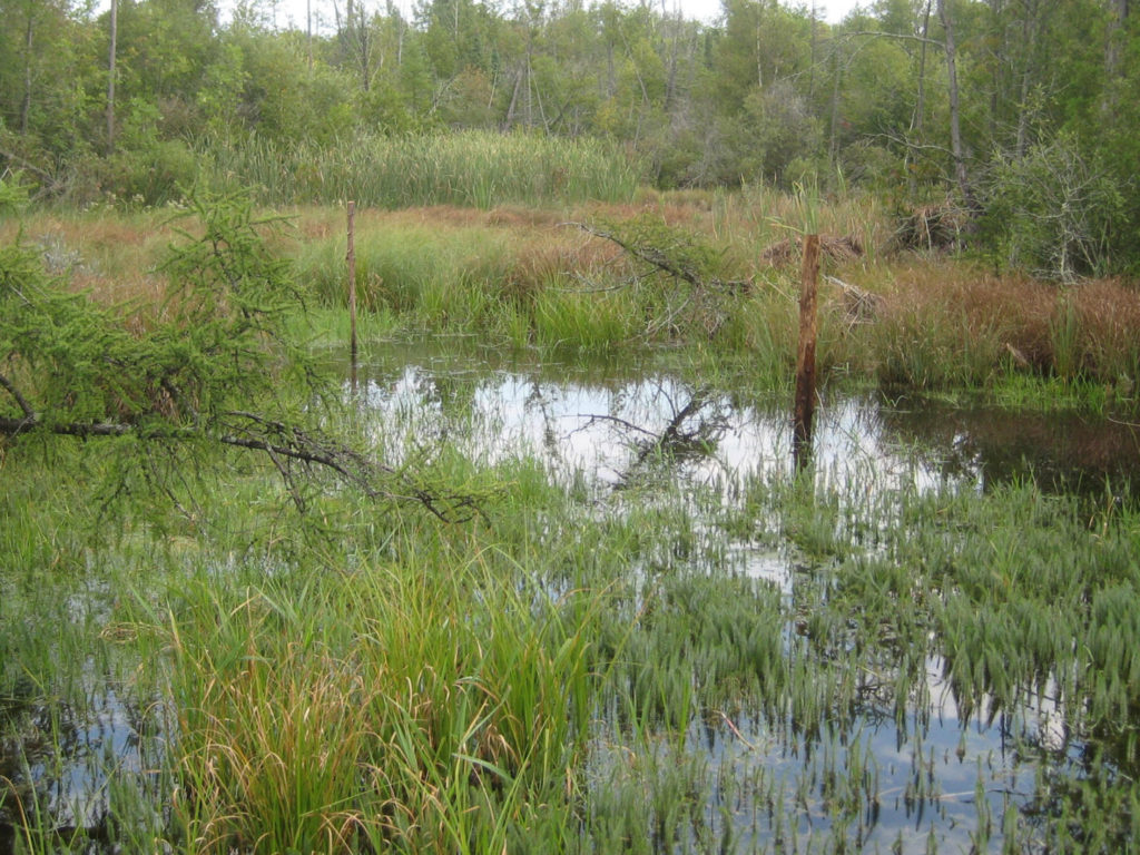 Photo points: A great tool for learning about your wetland | Wisconsin ...
