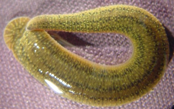 Why I love leeches | Wisconsin Wetlands Association