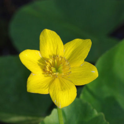 Lesser celandine: A wetland invasive to look for in spring | Wisconsin ...
