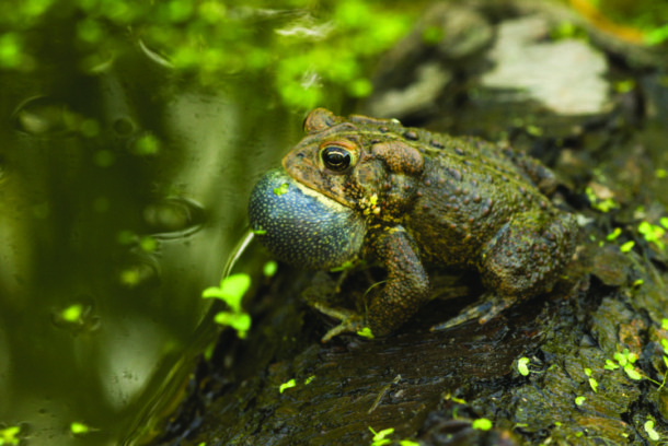 Six amphibian species you can find in Wisconsin | Wisconsin Wetlands ...