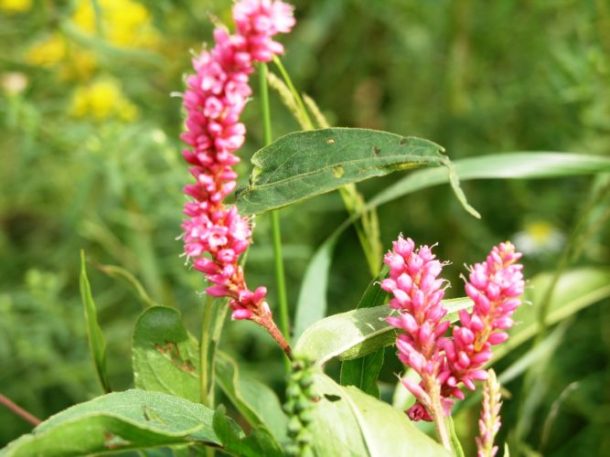Ephemeral ponds: Seasonal habitat for wildlife | Wisconsin Wetlands ...