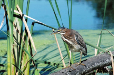 Ephemeral ponds: Seasonal habitat for wildlife | Wisconsin Wetlands ...