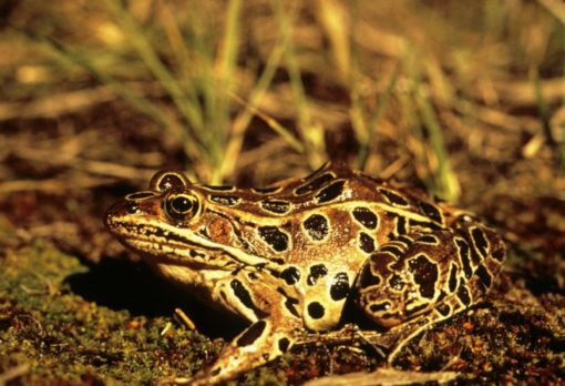 Six amphibian species you can find in Wisconsin | Wisconsin Wetlands ...