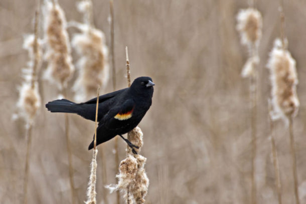 Why migrating birds need wetlands | Wisconsin Wetlands Association