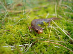 Ephemeral ponds: Seasonal habitat for wildlife | Wisconsin Wetlands ...