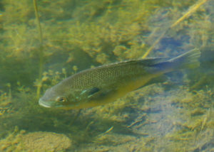 Ephemeral ponds: Seasonal habitat for wildlife | Wisconsin Wetlands ...