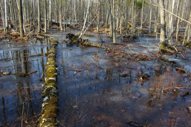Ephemeral ponds: Seasonal habitat for wildlife | Wisconsin Wetlands ...