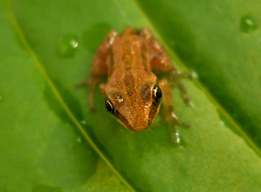 Identifying frogs and toads by their calls | Wisconsin Wetlands Association