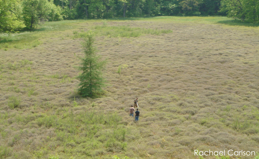 What are non-federal wetlands, and are they low-quality? | Wisconsin ...