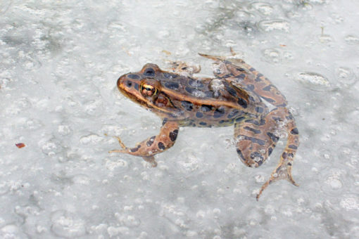 Six amphibian species you can find in Wisconsin | Wisconsin Wetlands ...