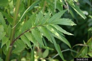 Keep an eye out for garden valerian | Wisconsin Wetlands Association