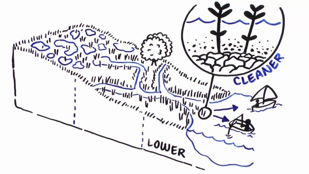 How Wetlands Manage Water | Wisconsin Wetlands Association