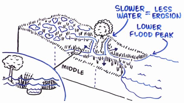 How Wetlands Manage Water | Wisconsin Wetlands Association
