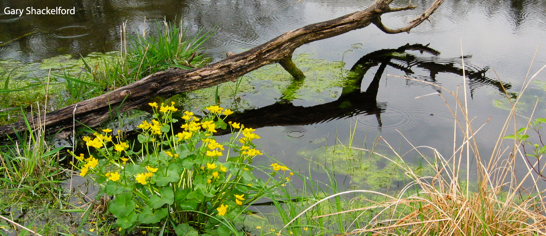 Finding hope and connection in wetlands | Wisconsin Wetlands Association