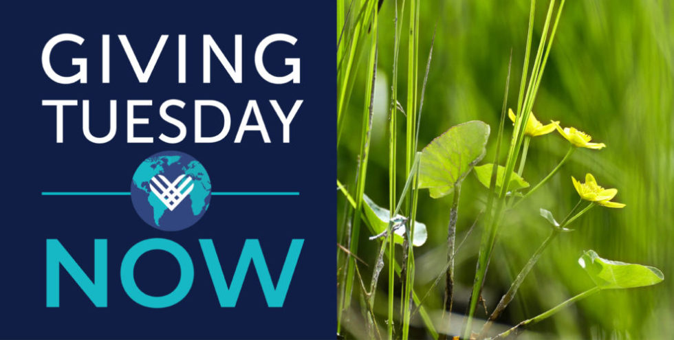 How you can support wetlands for Giving Tuesday now | Wisconsin ...