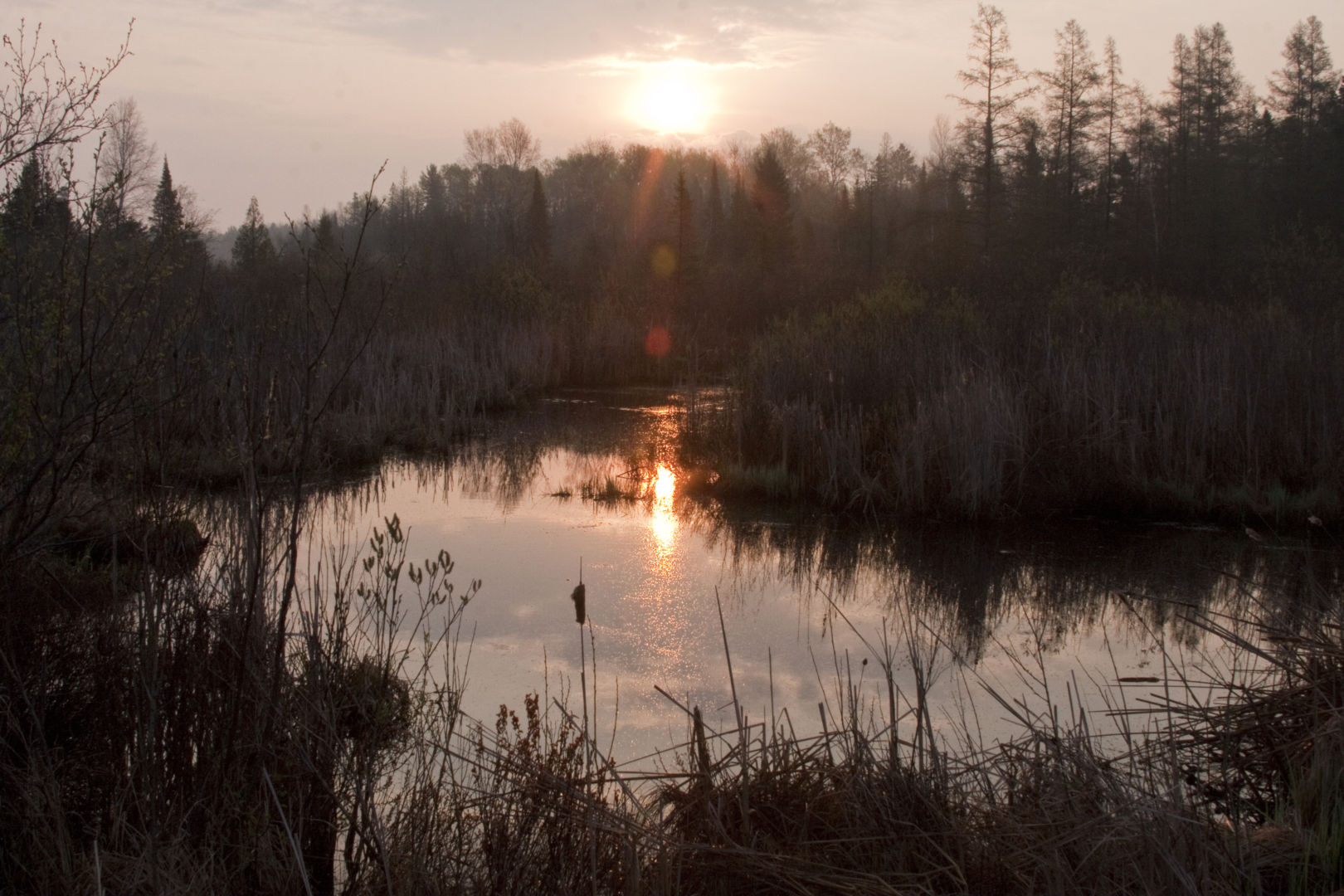 What wetlands can teach us about change | Wisconsin Wetlands Association