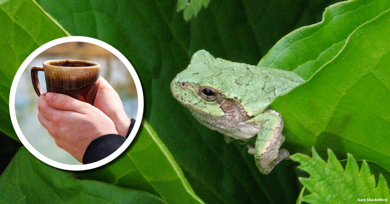 Identifying frogs and toads by their calls | Wisconsin Wetlands Association