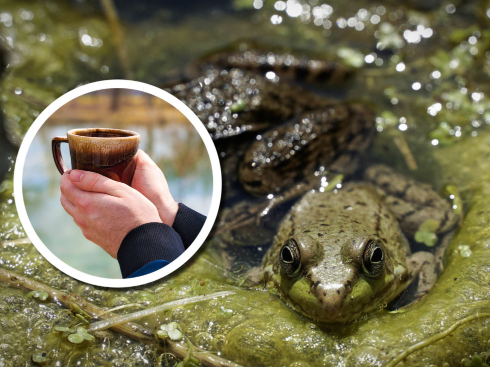 Wetland Coffee Break: Tracking amphibians with HerpMapper | Wisconsin ...