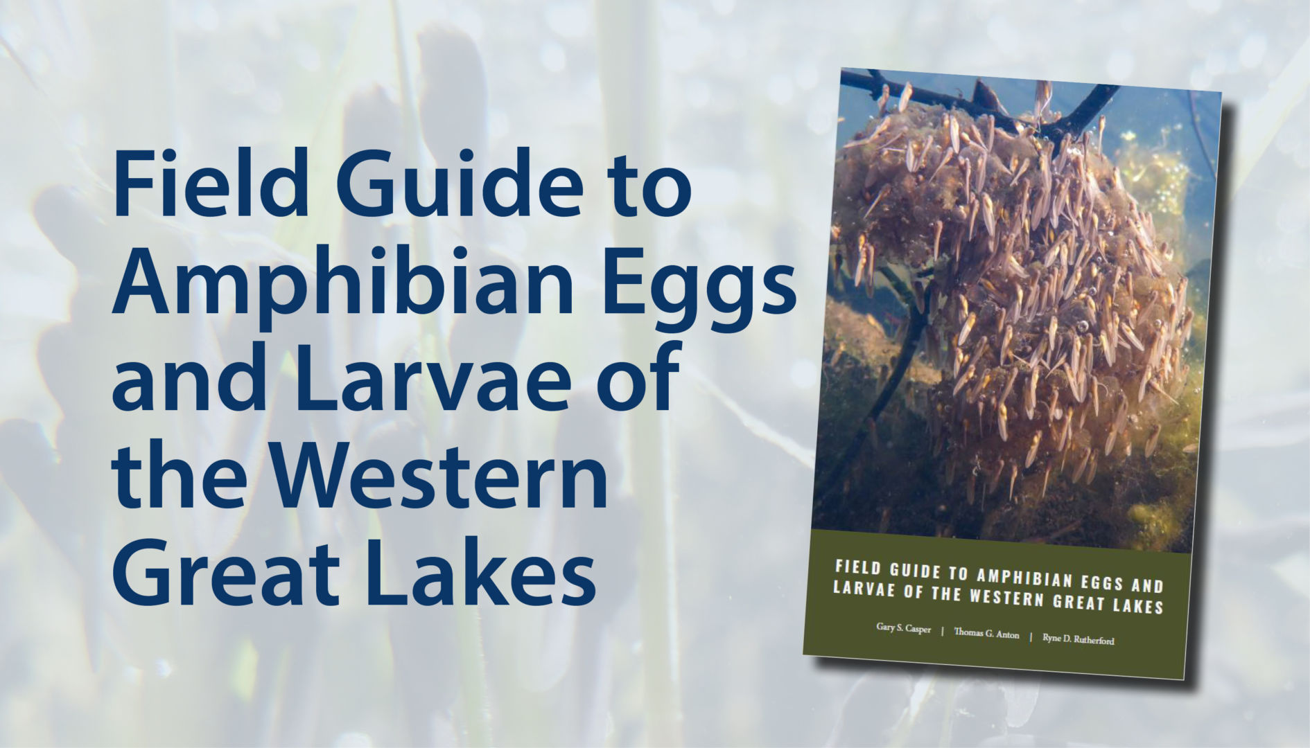 New Field Guide to Amphibian Eggs and Larvae of the Western Great Lakes ...