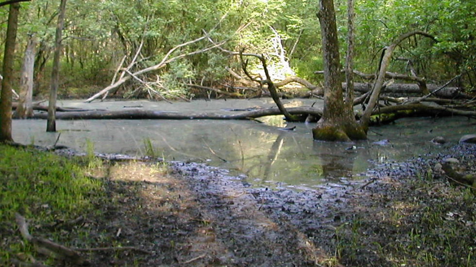 How to identify Wisconsin’s common wetland types, Part I | Wisconsin ...