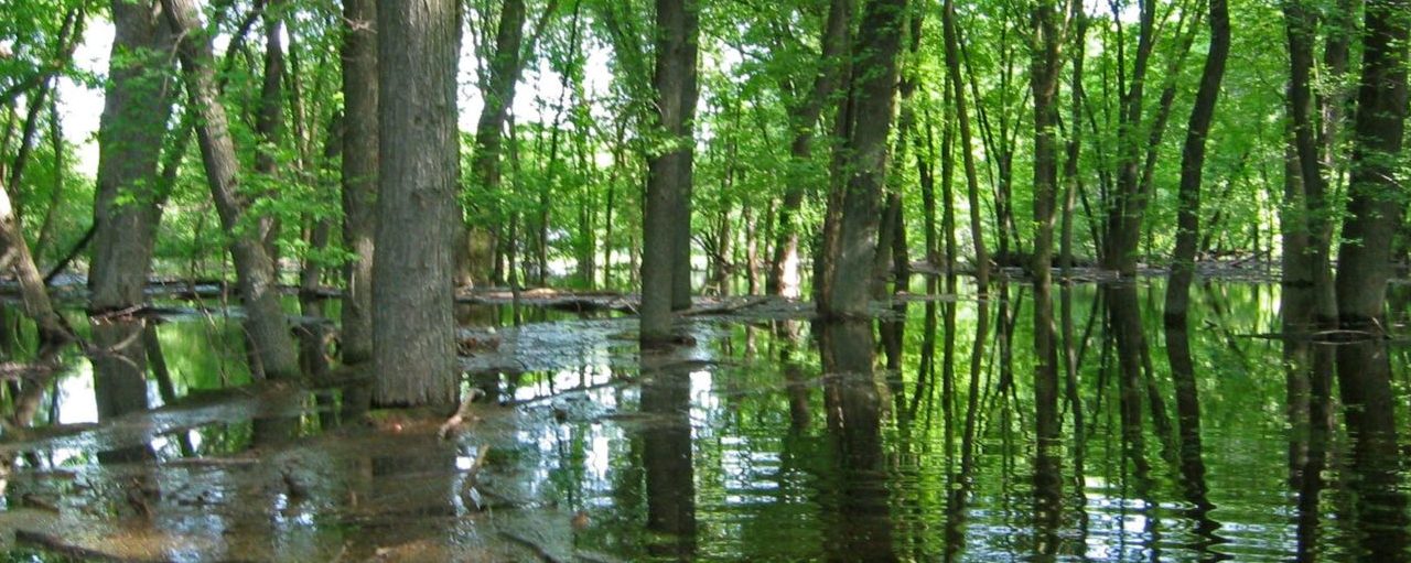 How to identify Wisconsin’s common wetland types, Part I | Wisconsin ...