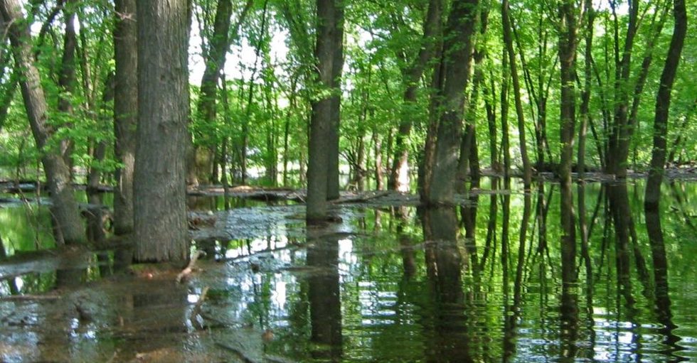 How to identify Wisconsin’s common wetland types, Part I | Wisconsin ...