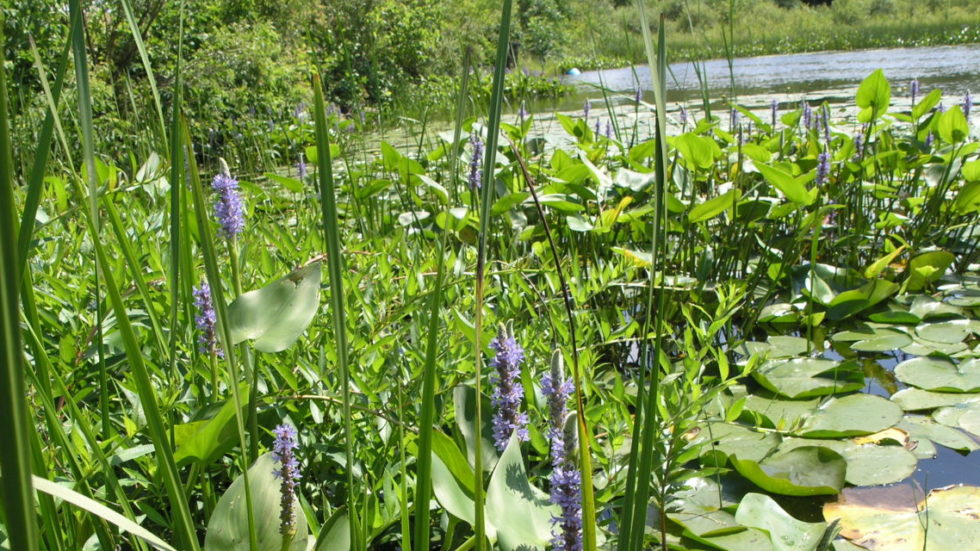 How to identify Wisconsin’s common wetland types, Part I | Wisconsin ...