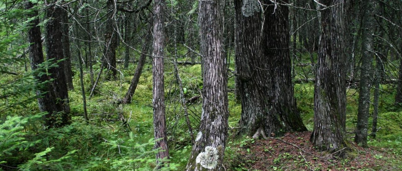 How to identify Wisconsin’s common wetland types, Part I | Wisconsin ...