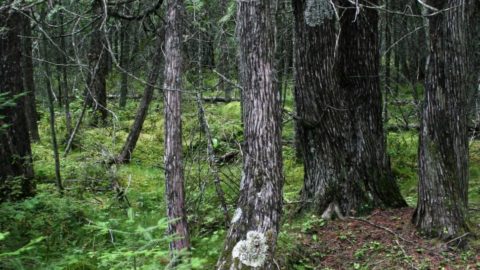How to identify Wisconsin’s common wetland types, Part I | Wisconsin ...