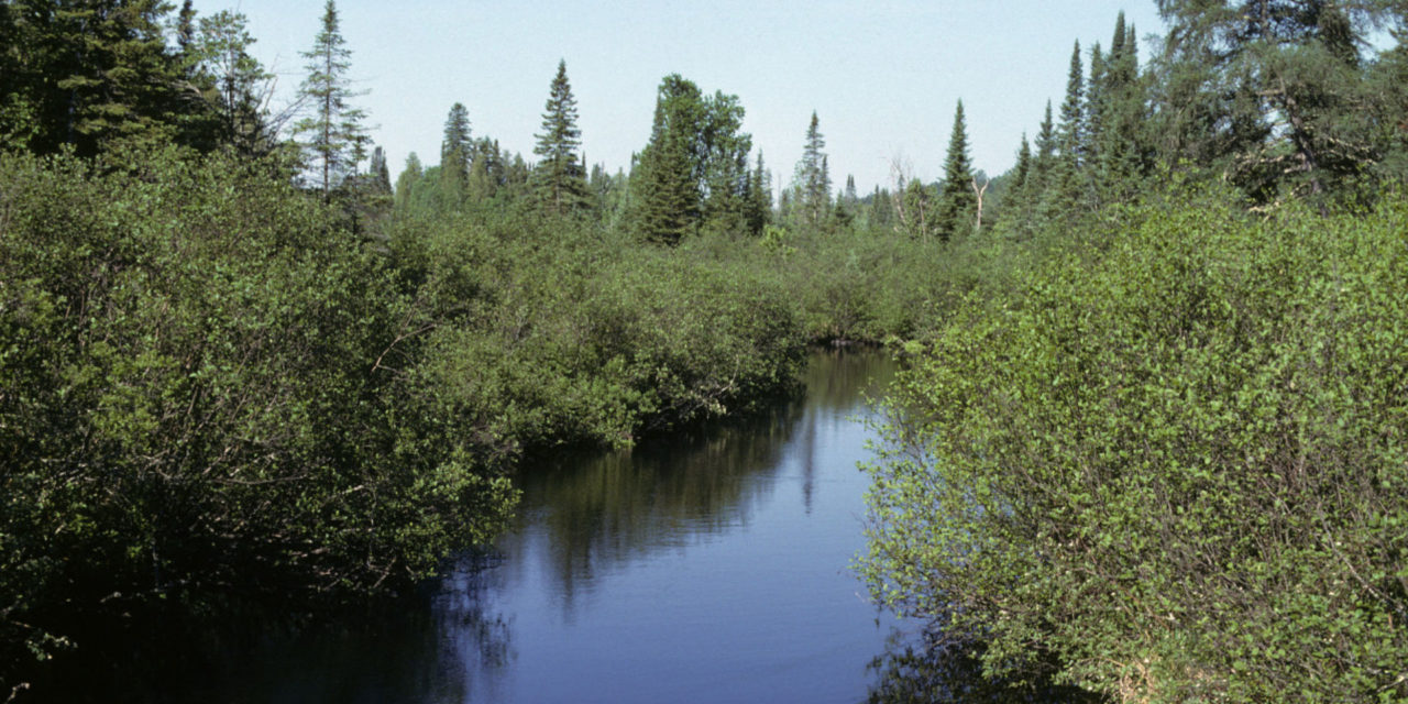 How to identify Wisconsin’s common wetland types, Part II | Wisconsin ...