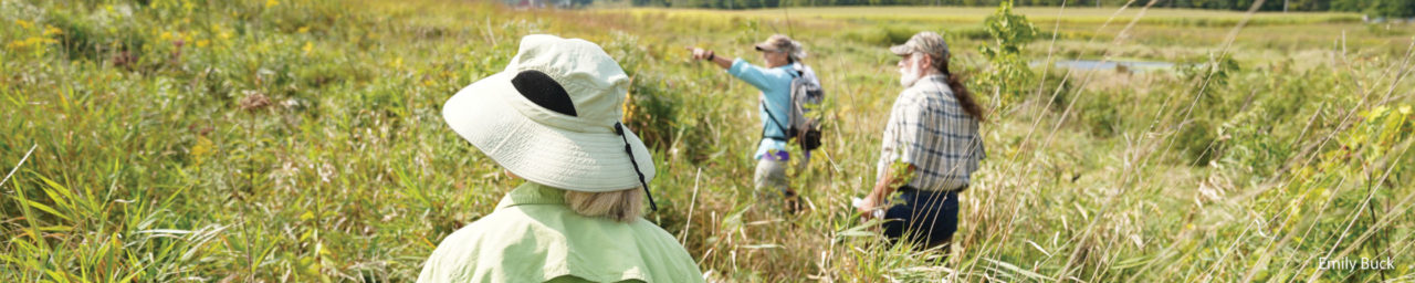 Explore Wisconsin’s wetlands | Wisconsin Wetlands Association
